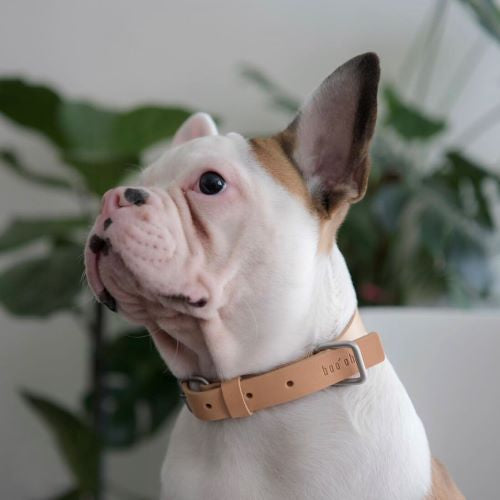 Modern Dog Collars | Designer Pet Collars & Accessories | 2Modern
