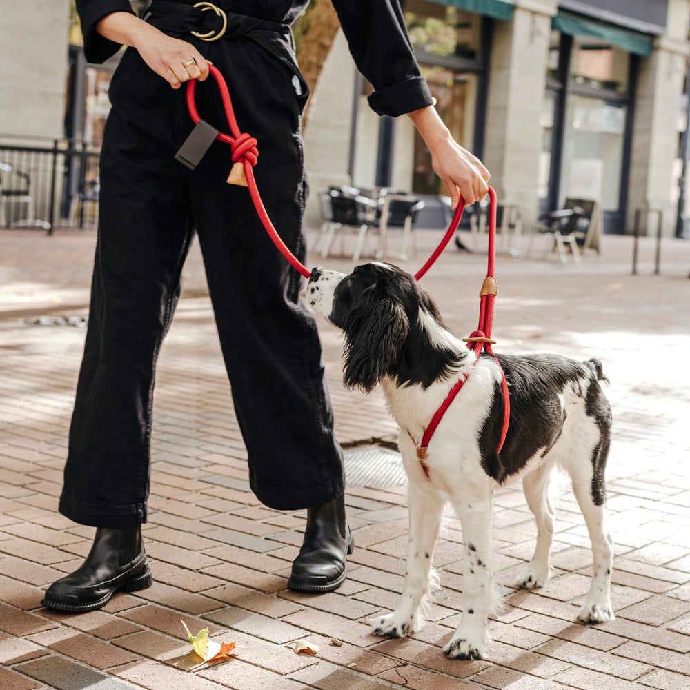 Boo'Oh Pets Ray All-in-One Leash and Harness Set - 2Modern