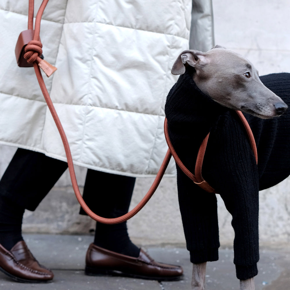 Boo'Oh Pets Ray All-in-One Leash and Harness Set - 2Modern