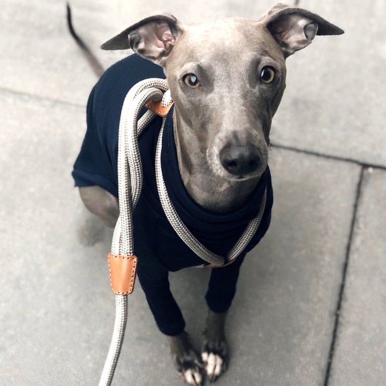 Boo'Oh Pets Ray All-in-One Leash and Harness Set - 2Modern