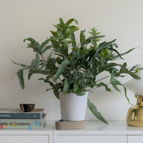 Case Furniture Sip Plant Pot - 2Modern