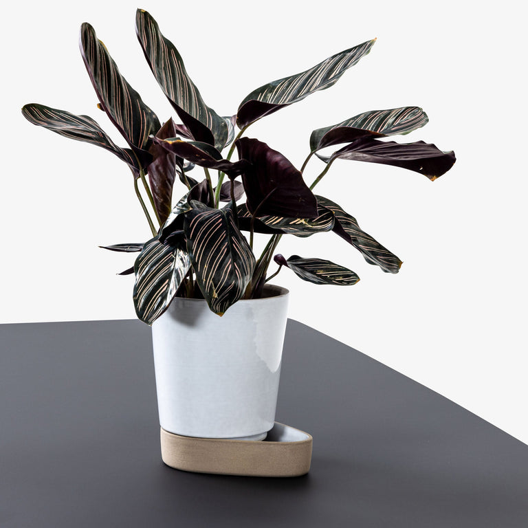 Case Furniture Sip Plant Pot - 2Modern