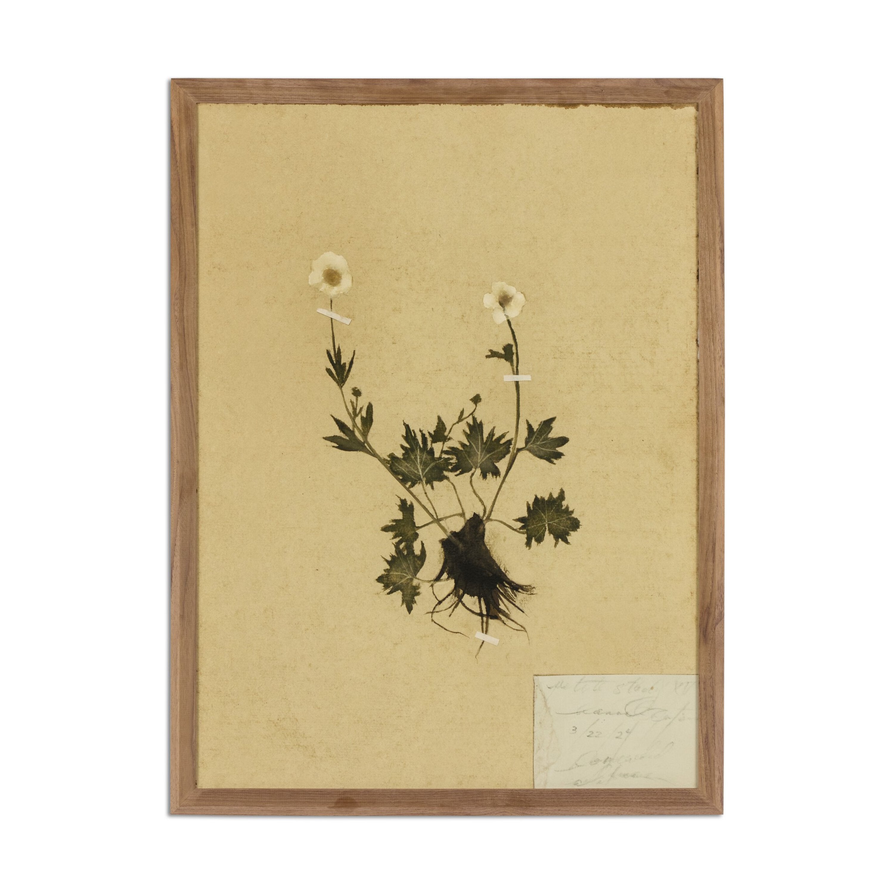Four Hands Amber Lewis x Four Hands Petite Study Triptych by Hannah ...