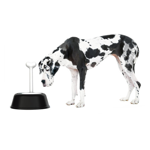 Alessi Lupita Dog Bowl - 2Modern
