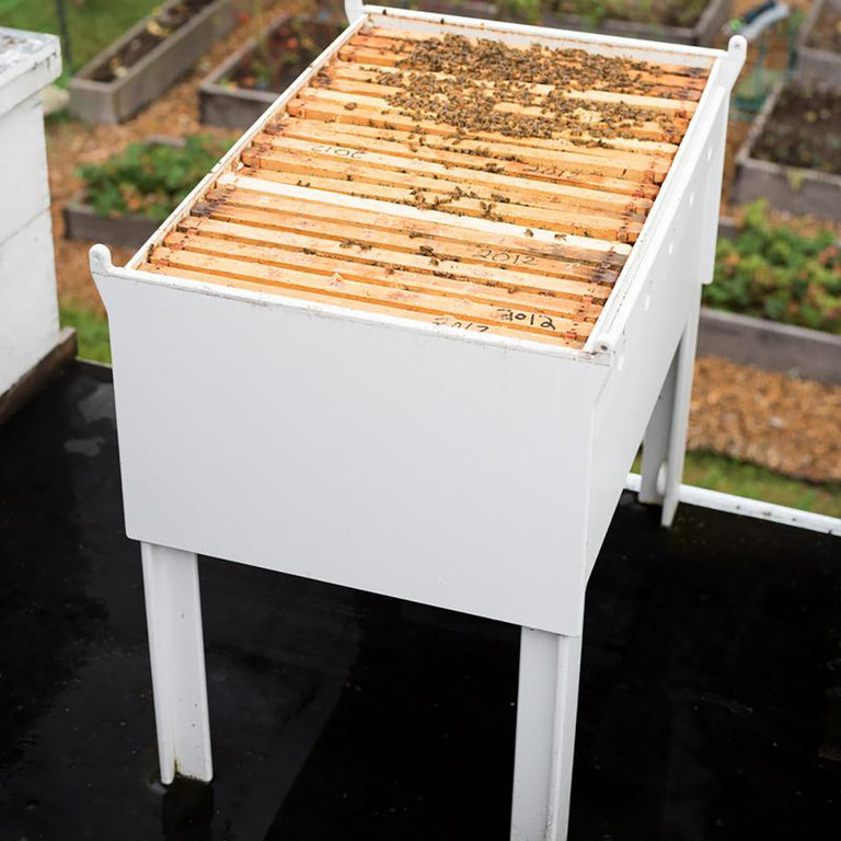 Loll Designs Bee Hive - 2Modern