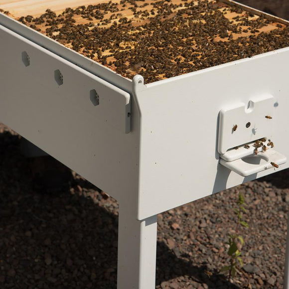 Loll Designs Bee Hive - 2Modern